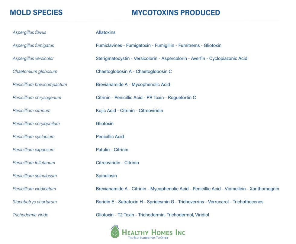 Mold and Mycotoxins: A Better Understanding - Healthy Homes Inc